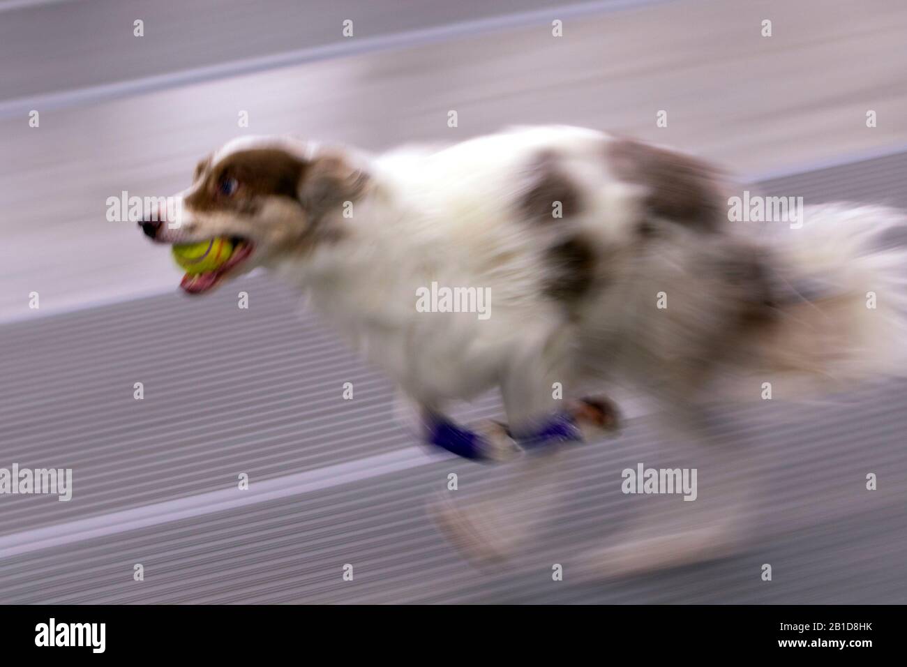 Animal house fly ball hi-res stock photography and images - Alamy