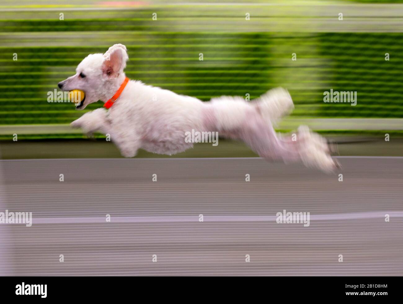 Animal House Fly Ball High Resolution Stock Photography and Images - Alamy