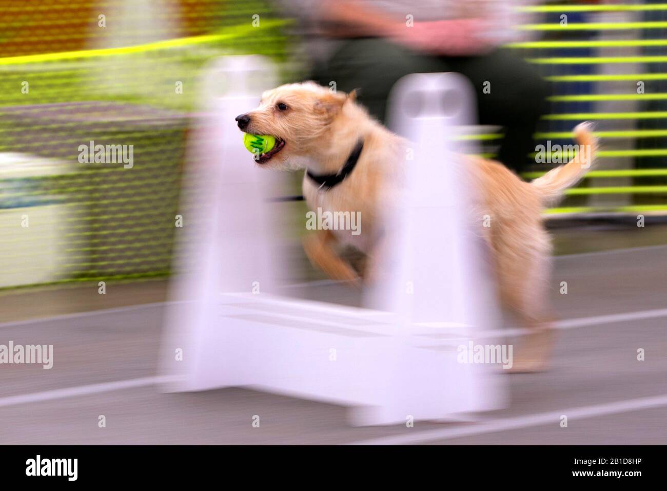Animal house fly ball hi-res stock photography and images - Alamy