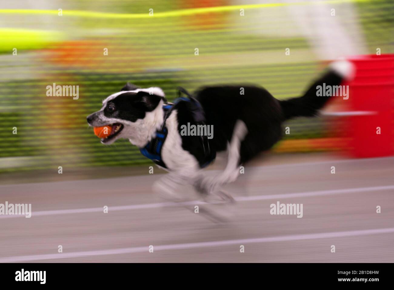 Animal house fly ball hi-res stock photography and images - Alamy