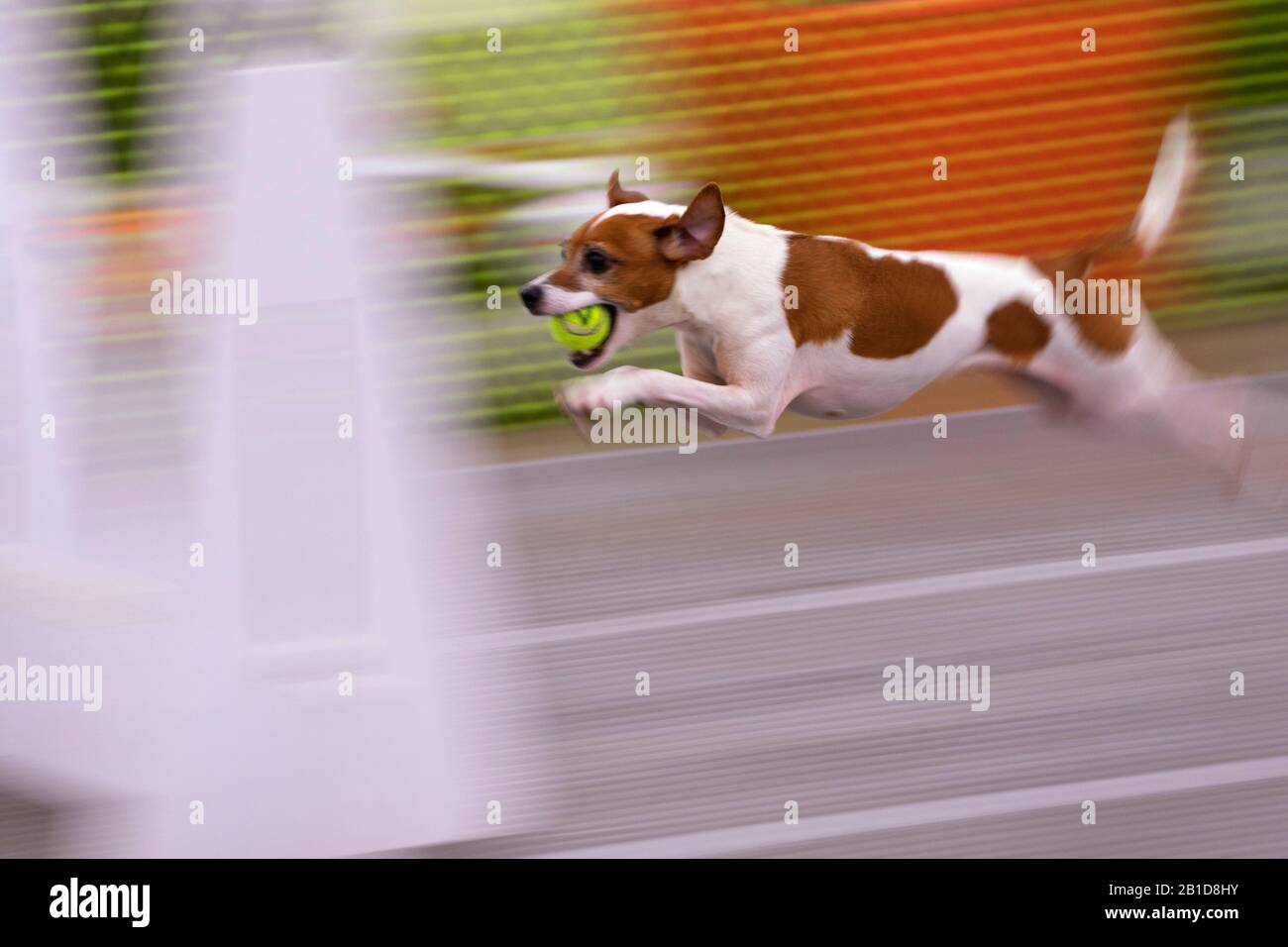 Animal house fly ball hi-res stock photography and images - Alamy