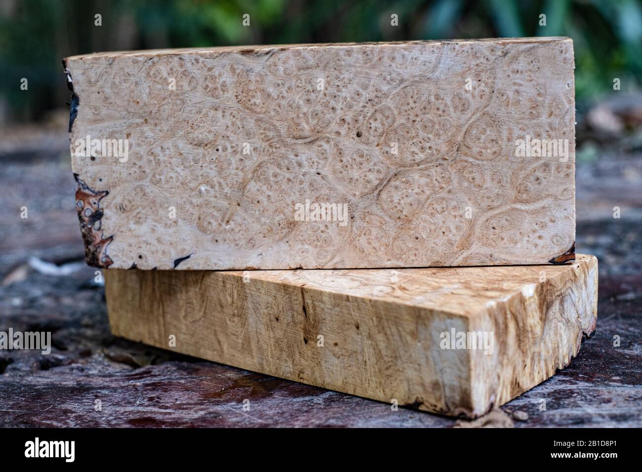 Nature timber maple burl wood striped Exotic wooden beautiful pattern ...