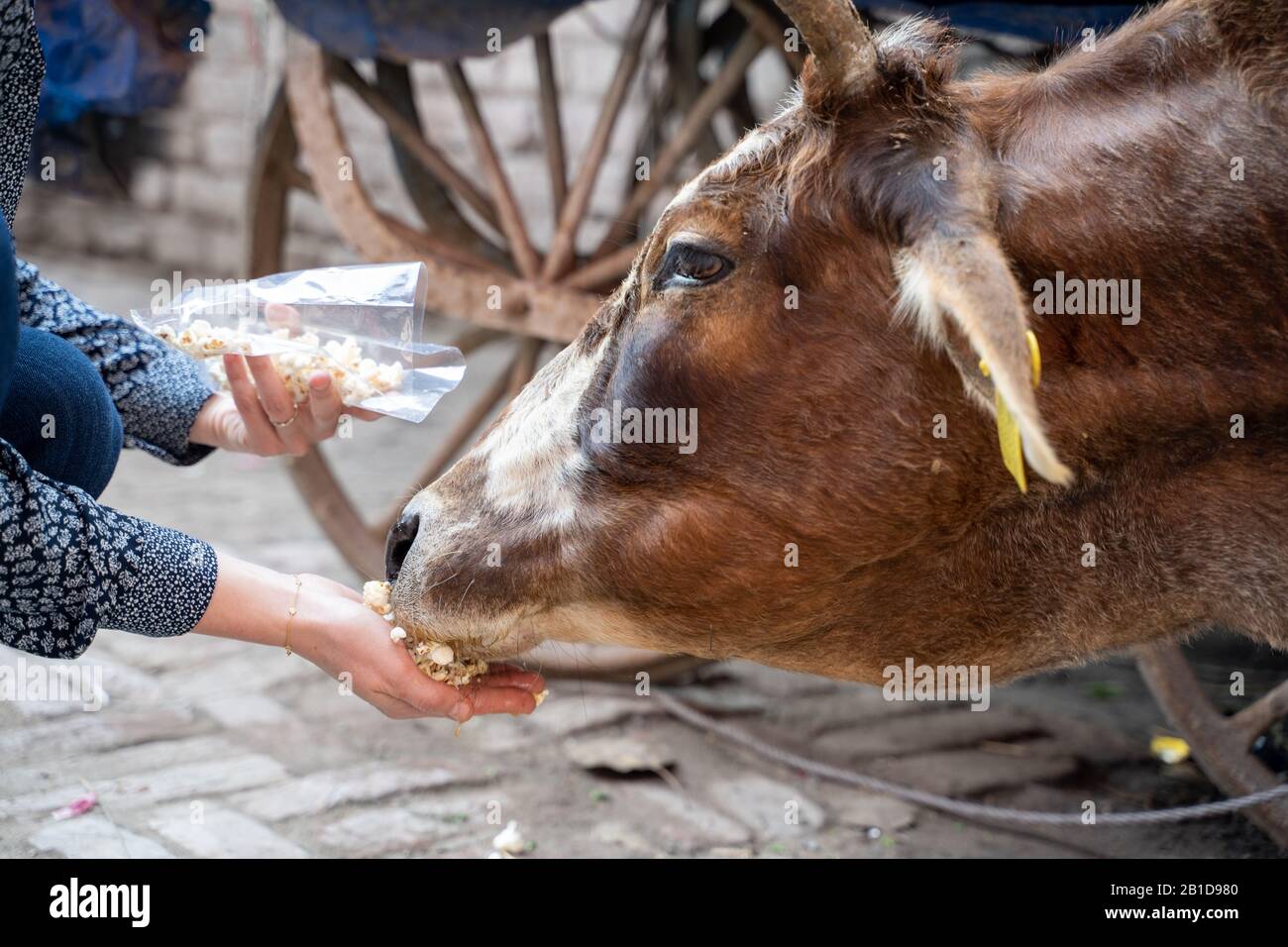 Caucasian woman feeds a cow popcorn with her hand - Rishikesh, India ...