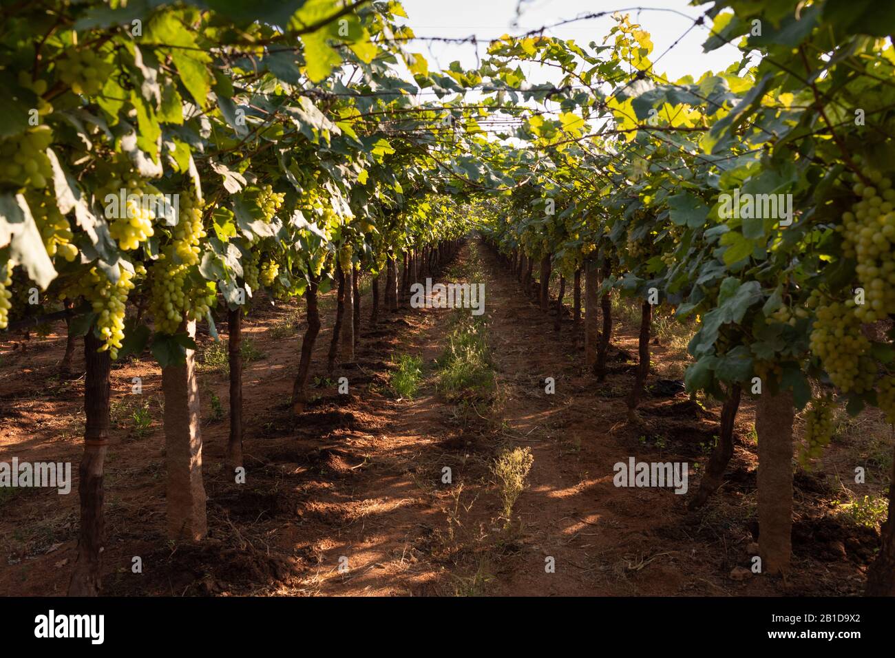 Green grapes on an vine in a vineyard in India Stock Photo - Alamy
