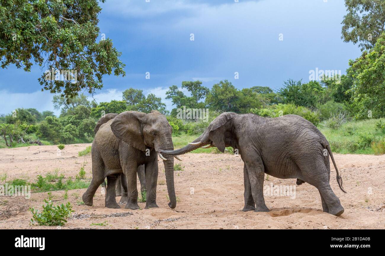 Dangerous animal interaction hi-res stock photography and images - Alamy