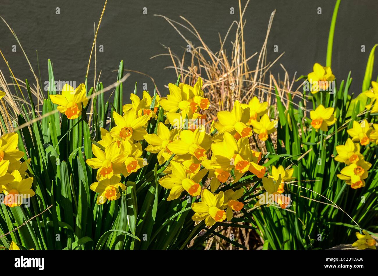 Daffodil in a garden on San Leandro California USA Stock Photo - Alamy