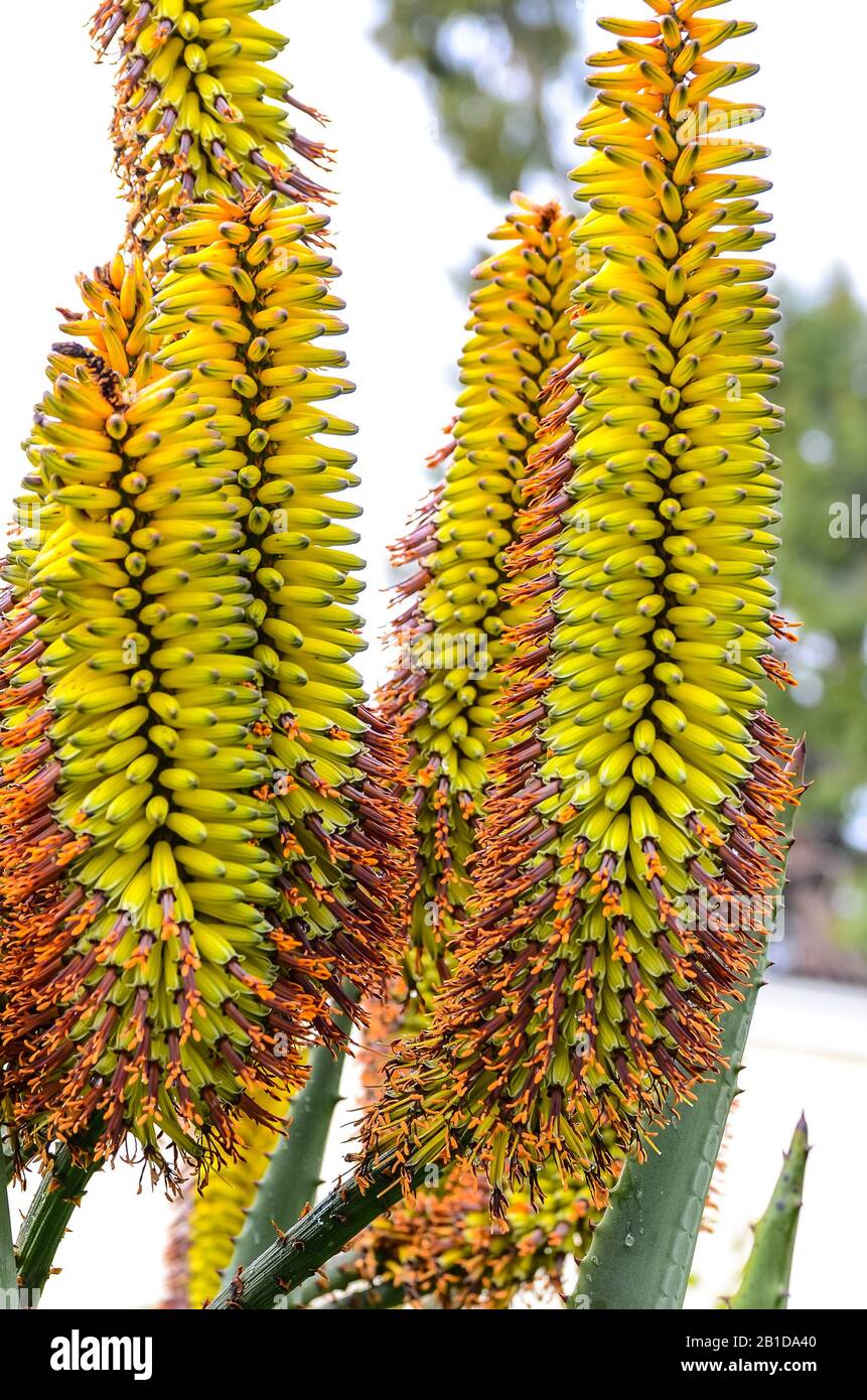 An Aloe vera plant with big beautiful blossoms in San Leandro ...