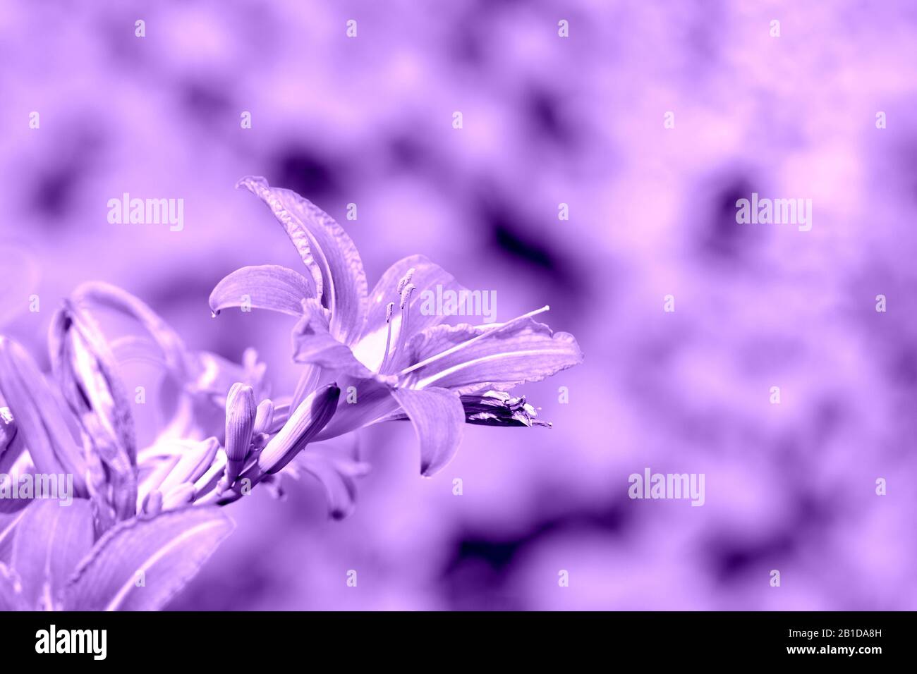 Beautiful lily flowers in a summer garden close-up. Purple color toned ...