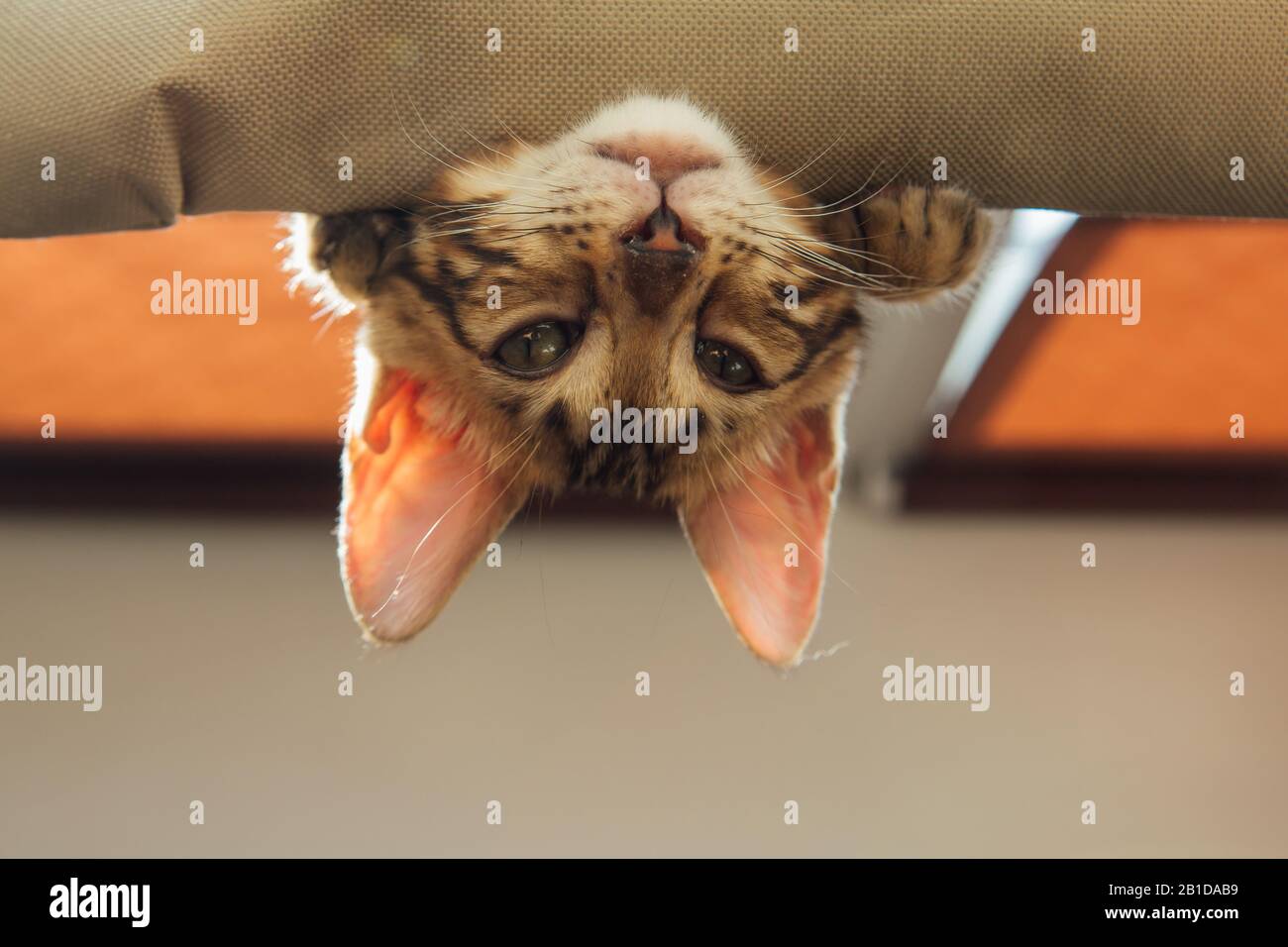 Cute little bengal kitty cat laying on the cat's window bed watching ...