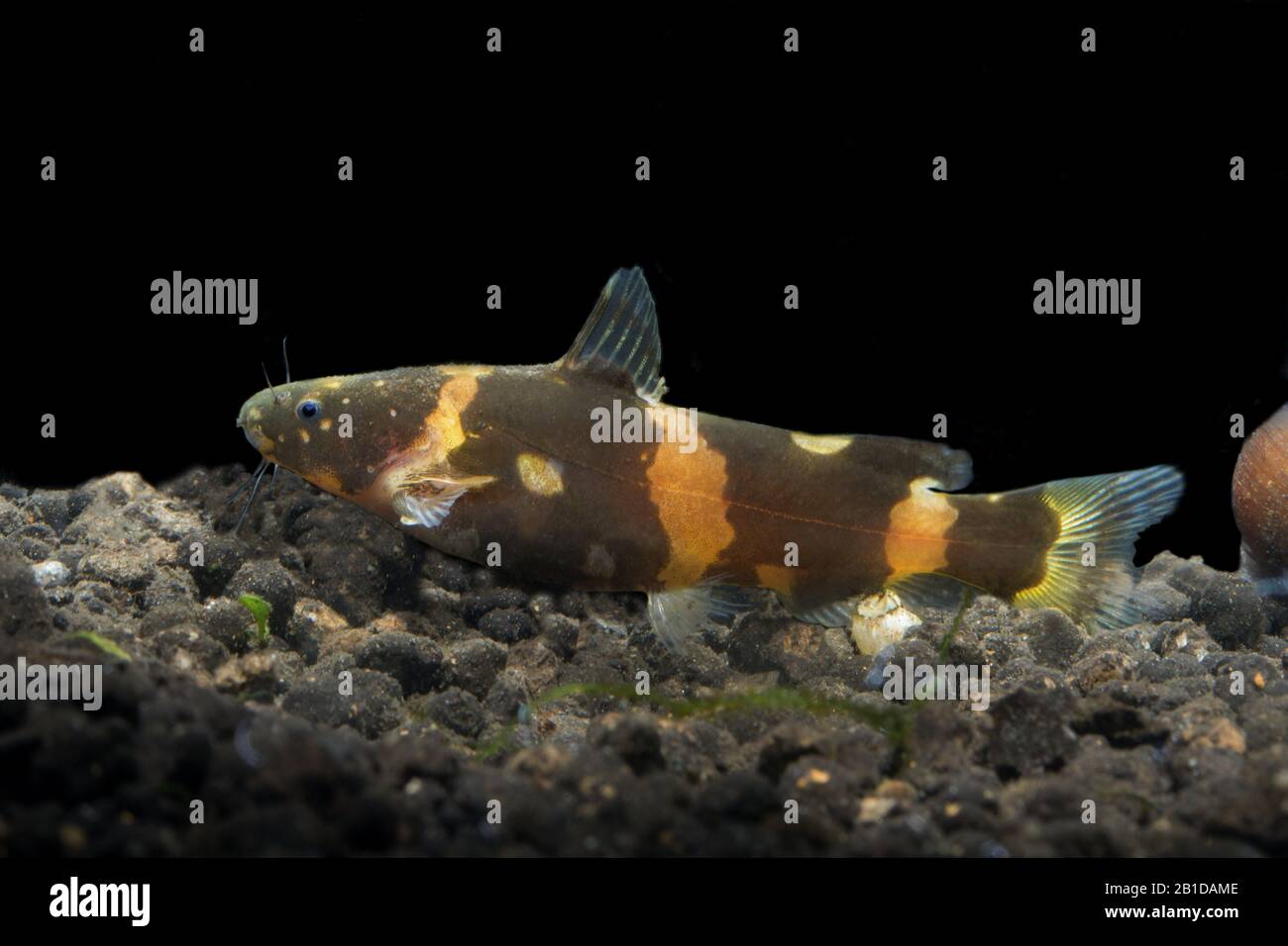 DWARF BUMBLEBEE CATFISH Stock Photo - Alamy