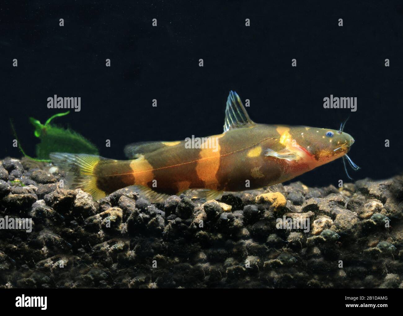 DWARF BUMBLEBEE CATFISH Stock Photo - Alamy