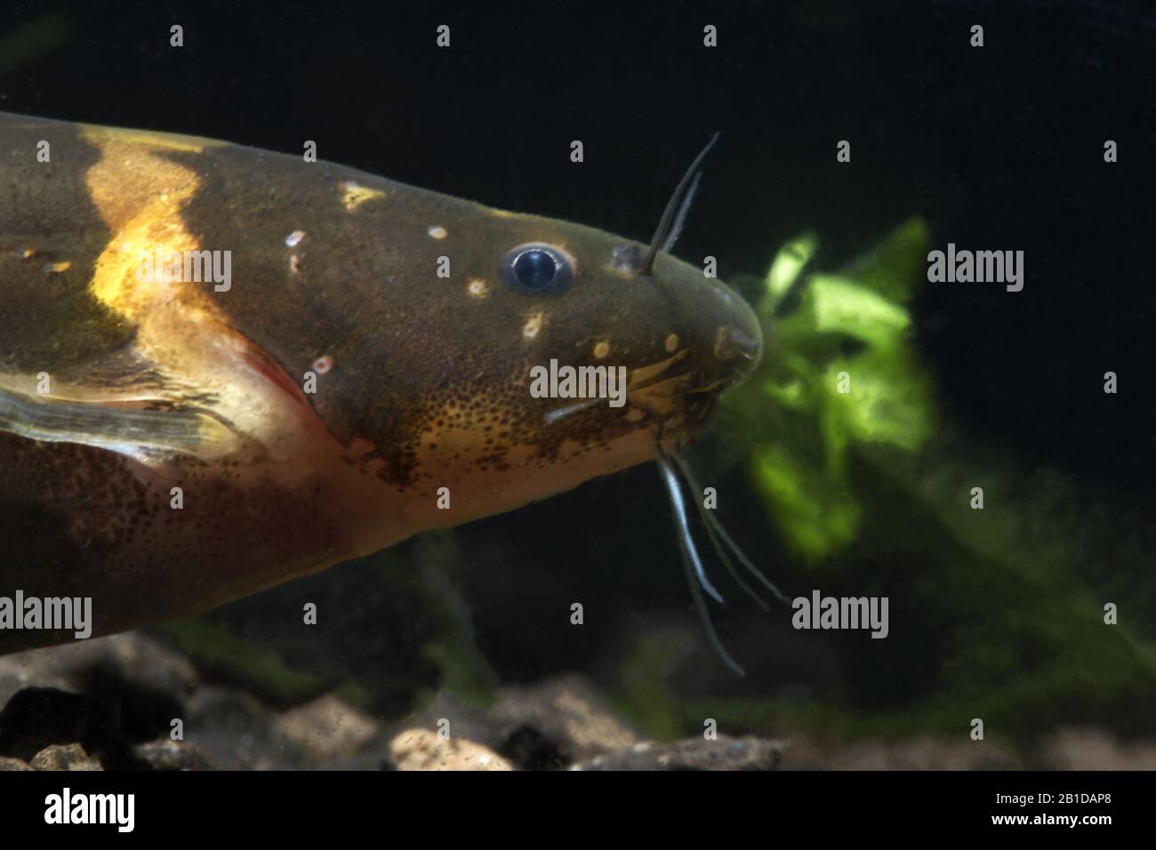 DWARF BUMBLEBEE CATFISH Stock Photo - Alamy