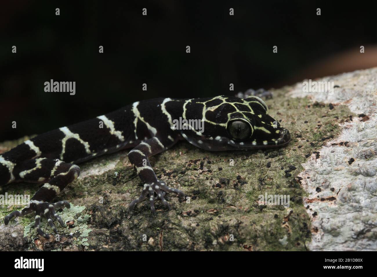 Peter’s Forest Gecko, Cyrtodactylus consobrinus Stock Photo - Alamy
