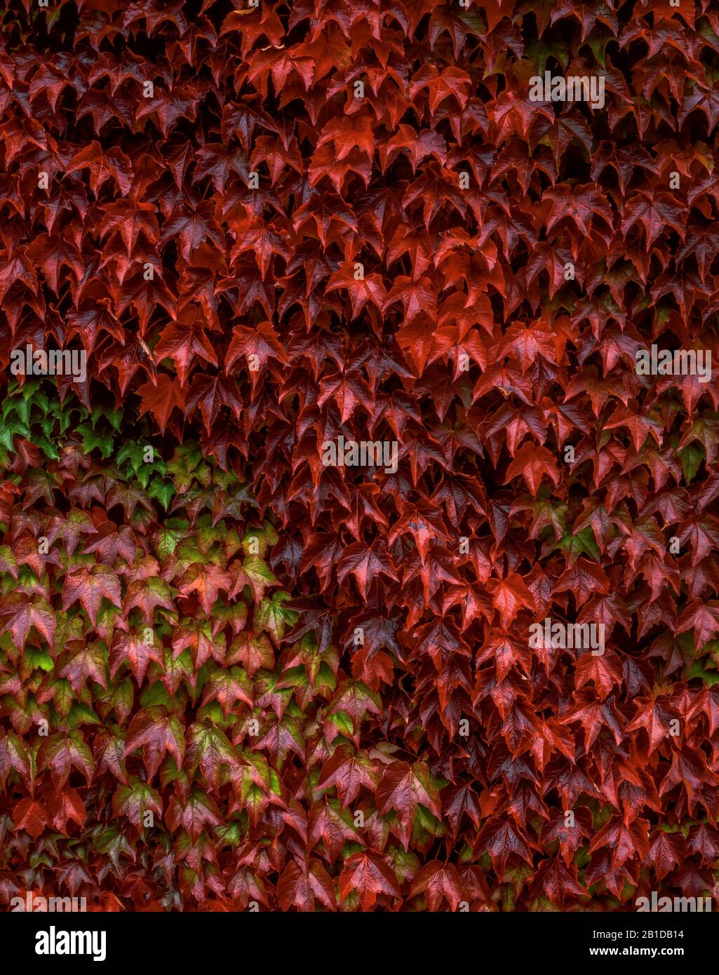 Veitchii boston ivy hi-res stock photography and images - Alamy