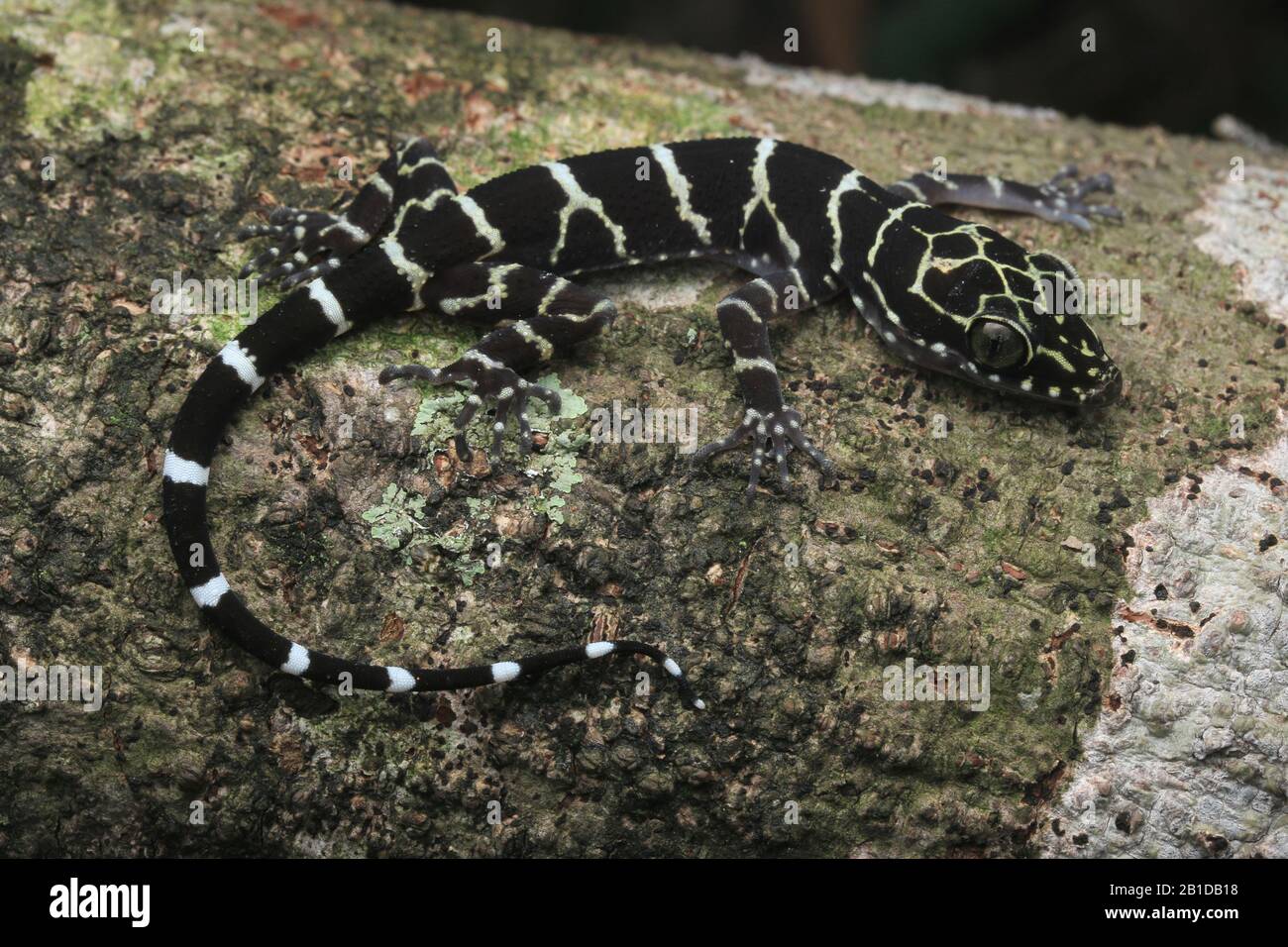 Peter’s Forest Gecko, Cyrtodactylus consobrinus Stock Photo - Alamy