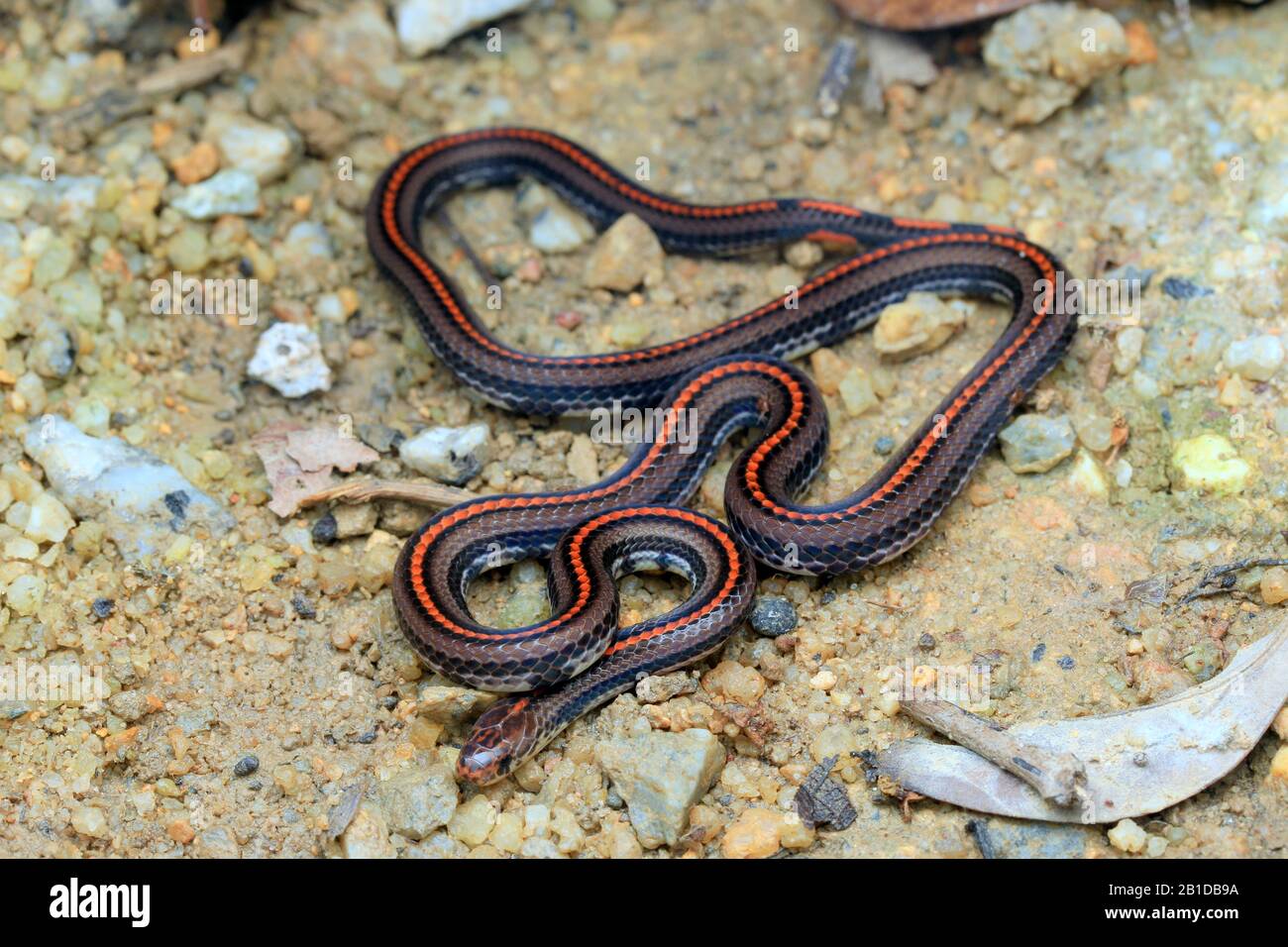 Variable snake hi-res stock photography and images - Alamy