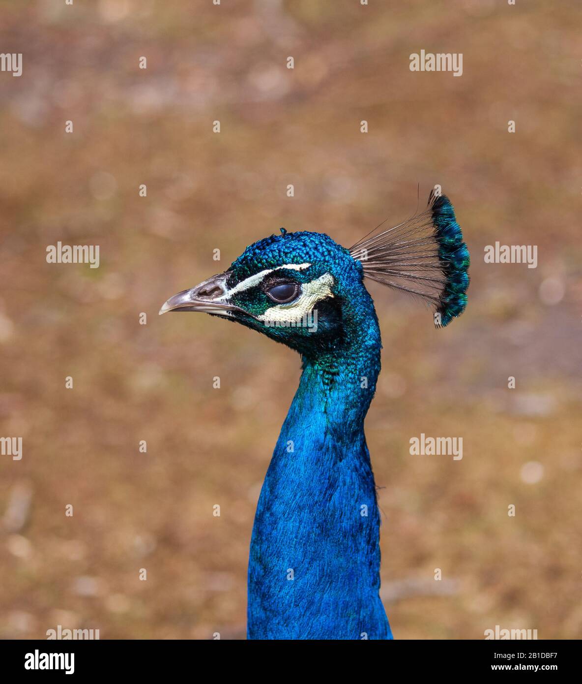 Mail tail peacock hi-res stock photography and images - Alamy