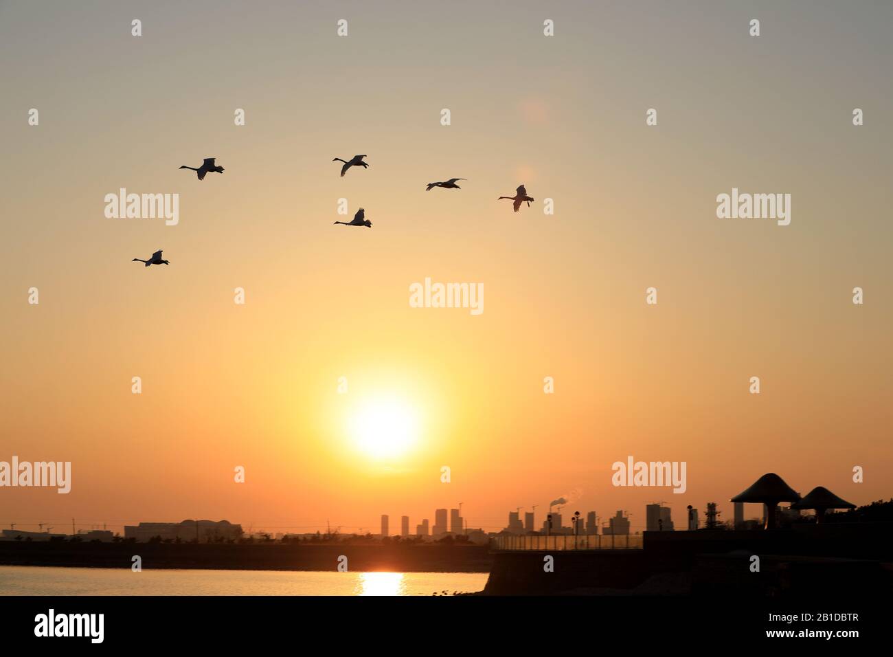 Rongcheng, China. 25th Feb, 2020. More than ten thousand whooper swans ...