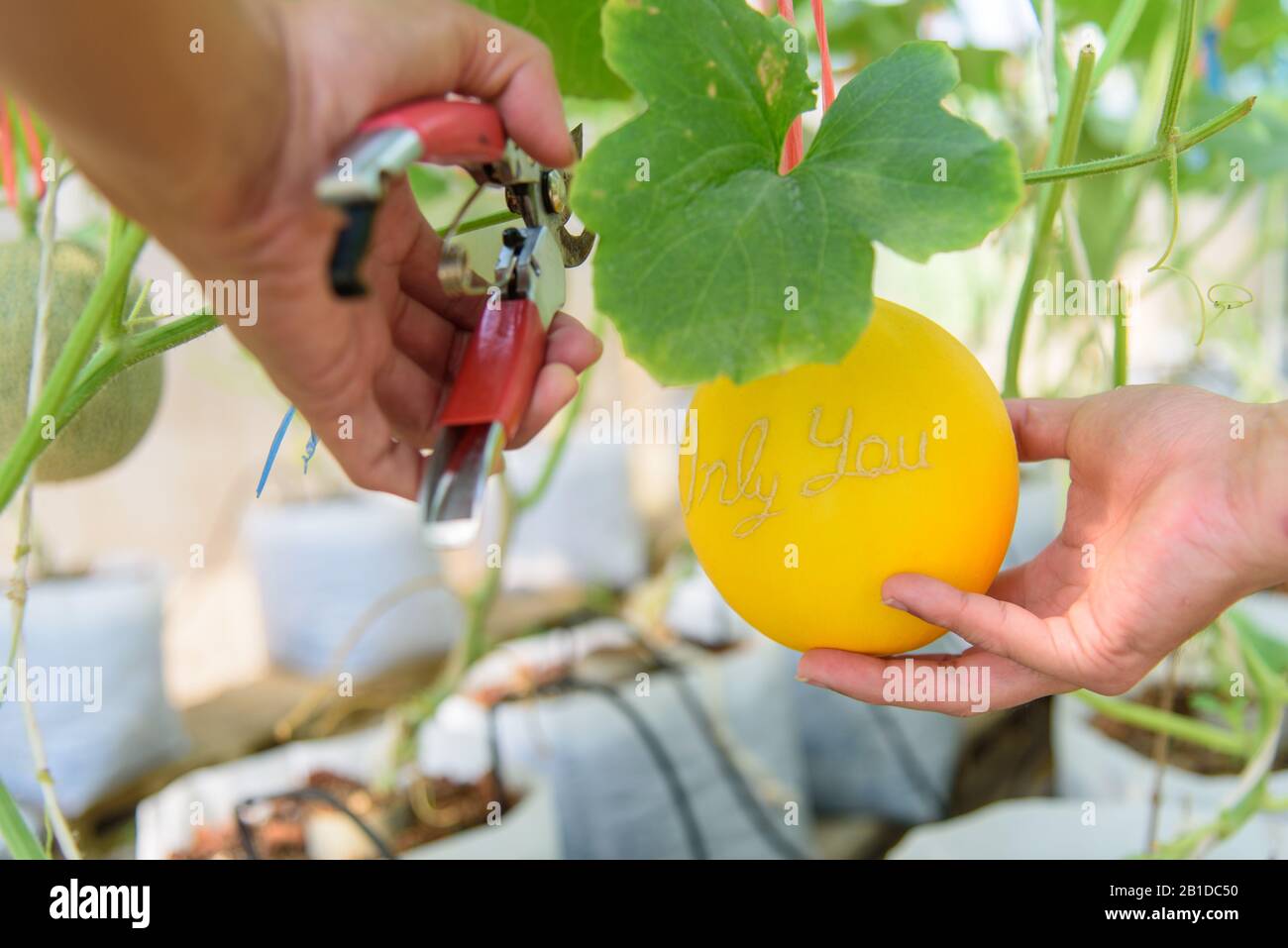 Melon supported hi-res stock photography and images - Alamy