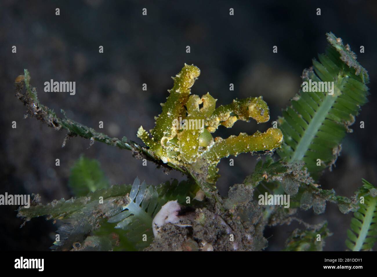 Sea snails underwater hi-res stock photography and images - Alamy