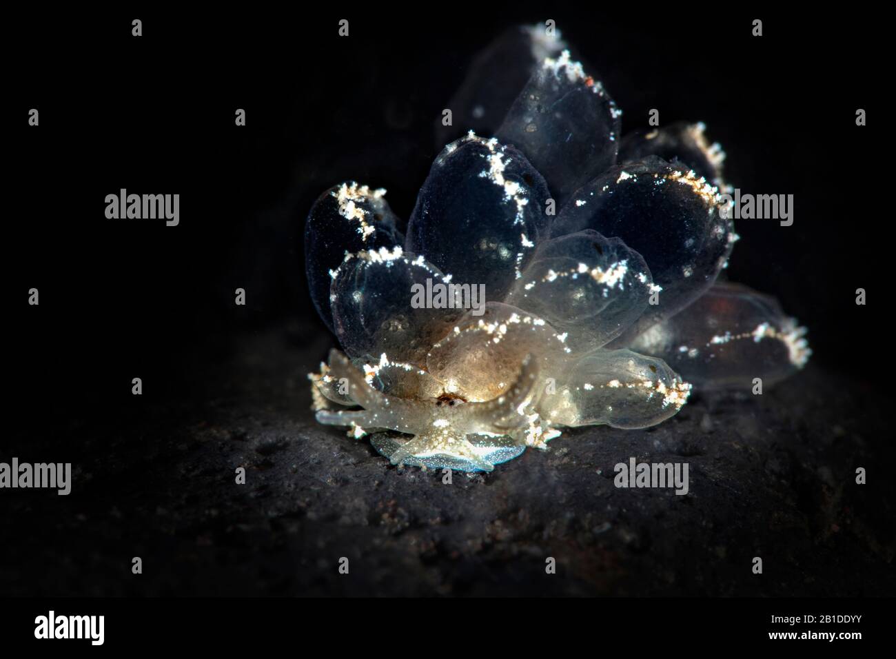 Butterfly Slug (Cyerce sp.). Underwater macro photography from Tulamben ...