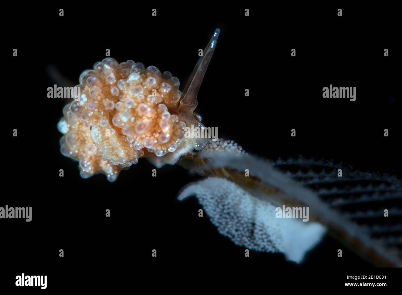 Nudibranch Doto sp. Underwater macro photography from Tulamben, Bali ...