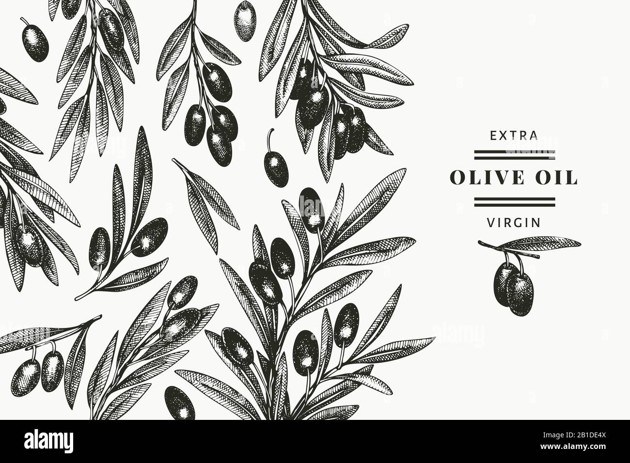Olive branch design template. Hand drawn vector food illustration ...