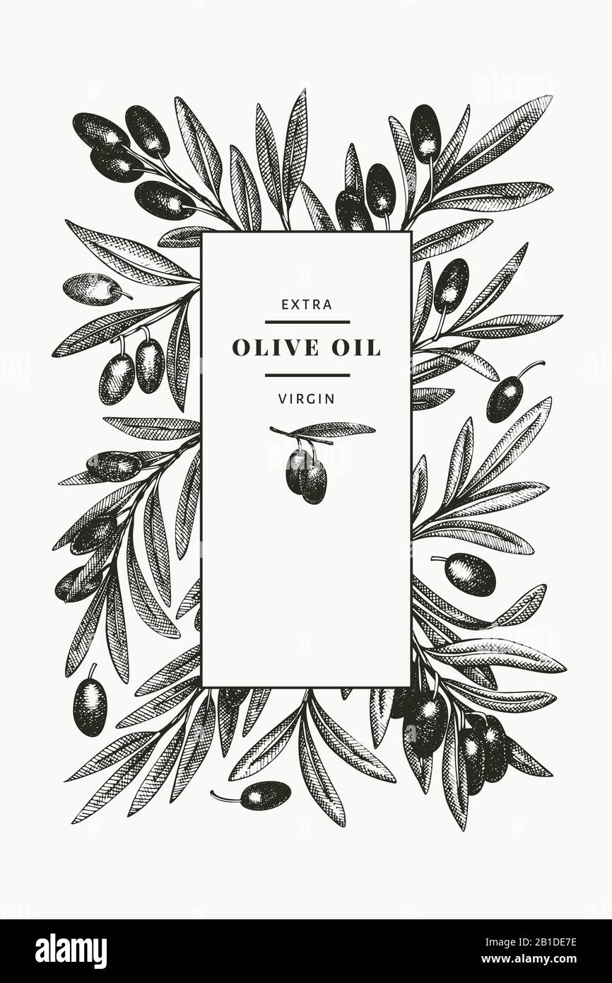 Olive branch design template. Hand drawn vector food illustration ...