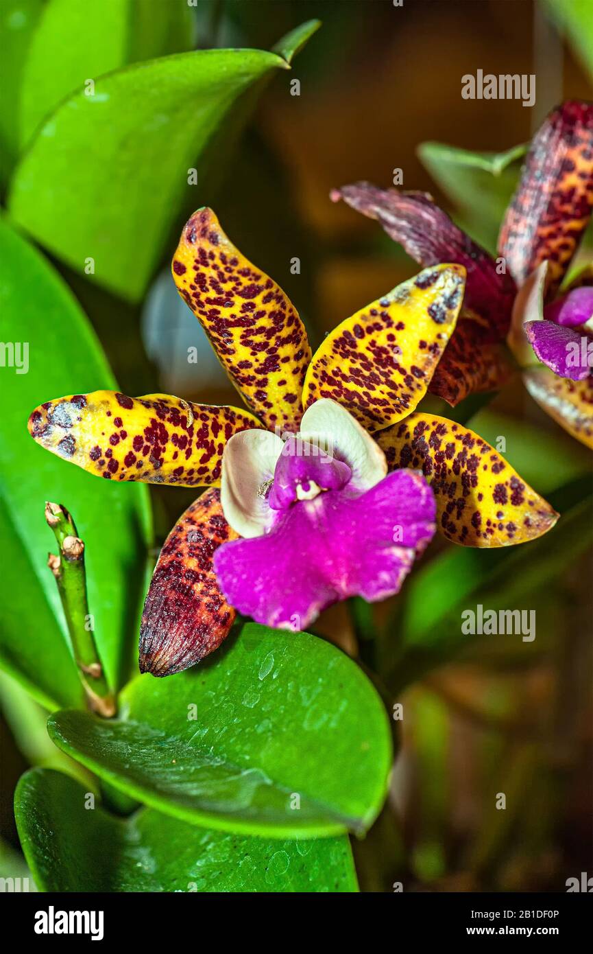 Lip shaped petals hi-res stock photography and images - Alamy