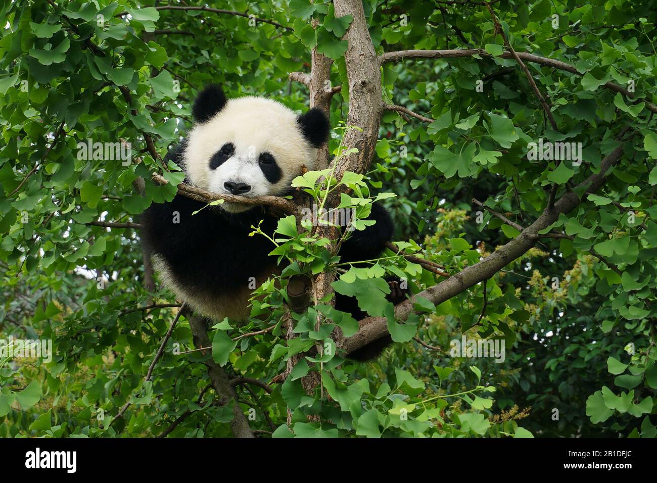 Giant panda sleeping in tree hi-res stock photography and images - Alamy