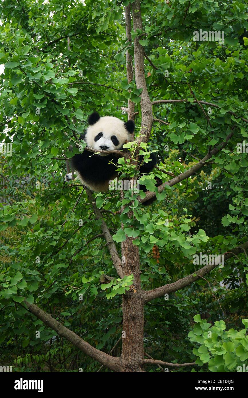 Young panda sleeping in a tree hi-res stock photography and images - Alamy