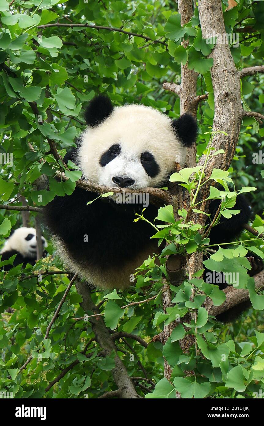 Young panda sleeping in a tree hi-res stock photography and images - Alamy