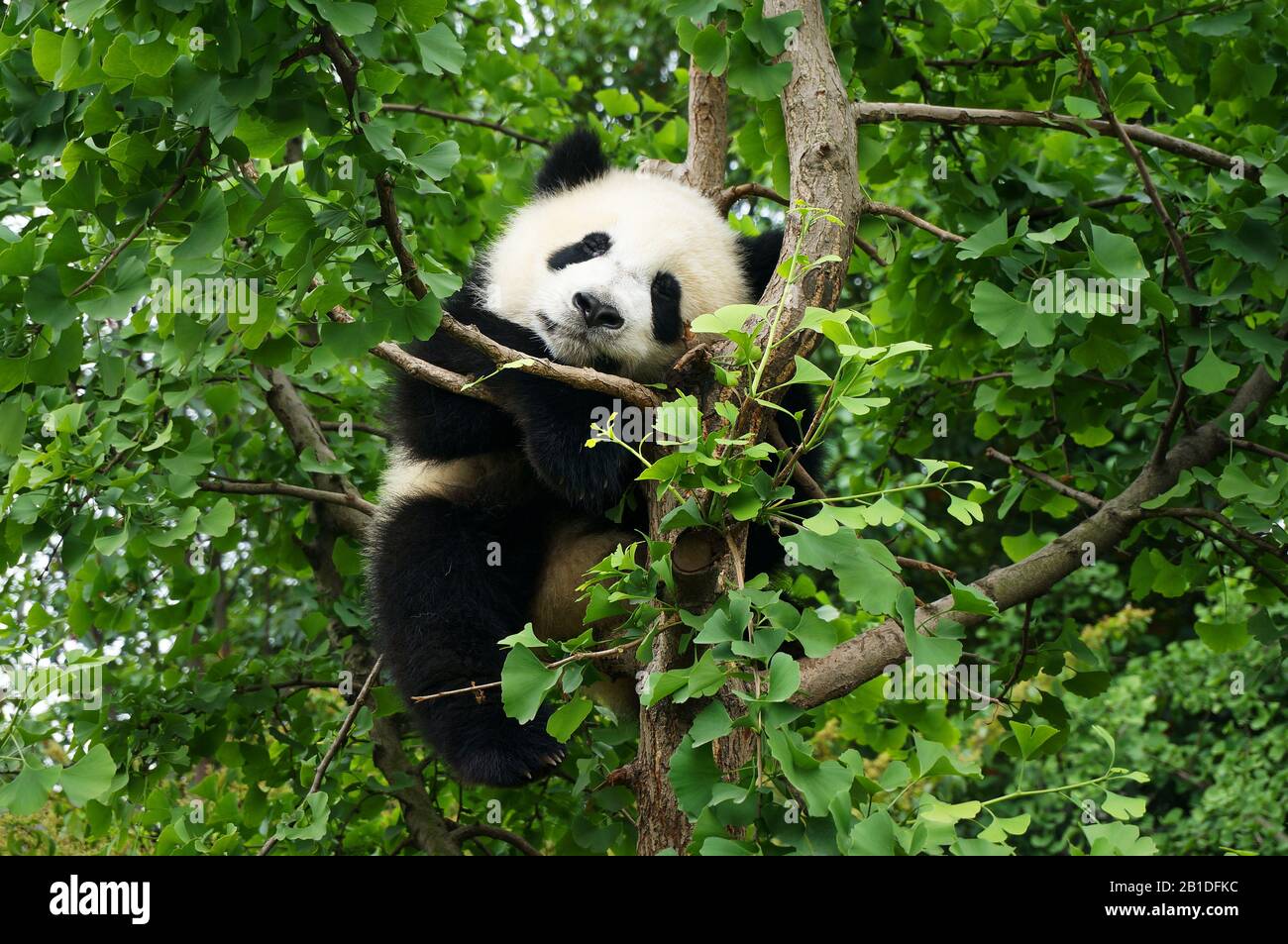 young panda in a tree Stock Photo - Alamy