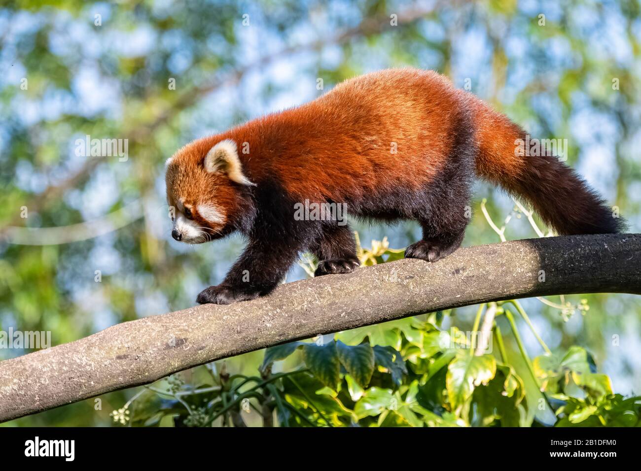 Red panda, Ailurus fulgens, portrait of a cute animal Stock Photo - Alamy