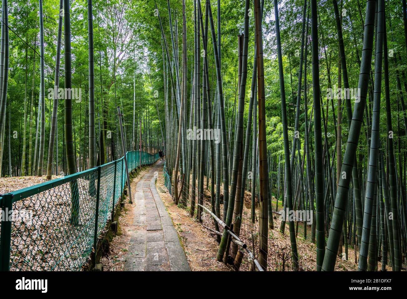 Pathway through bamboo forest at Fushimi Inari shrine, Japan, Kyoto ...