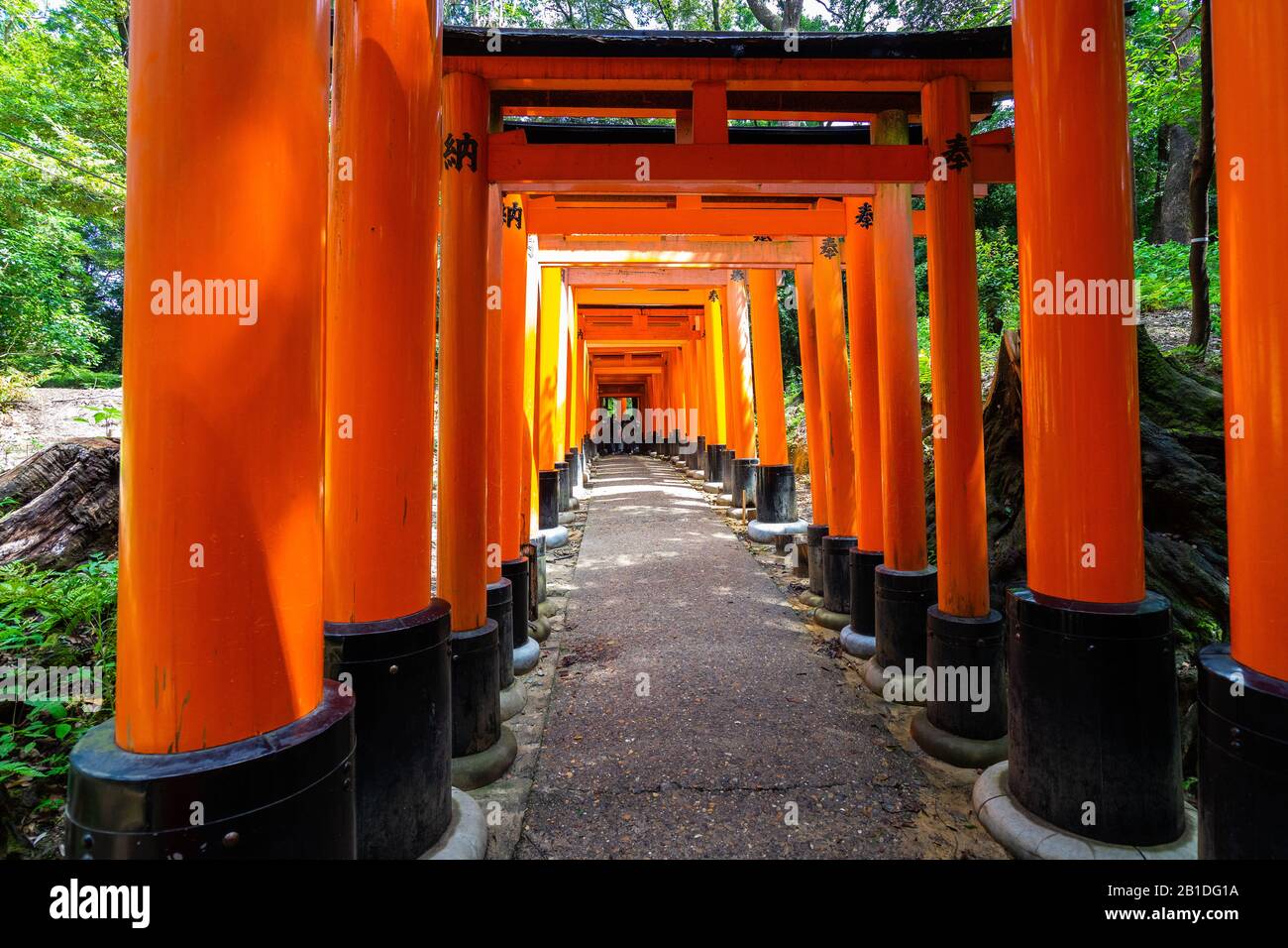 Torii path at Fushimi Inari shrine. There are more than 10,000 full ...