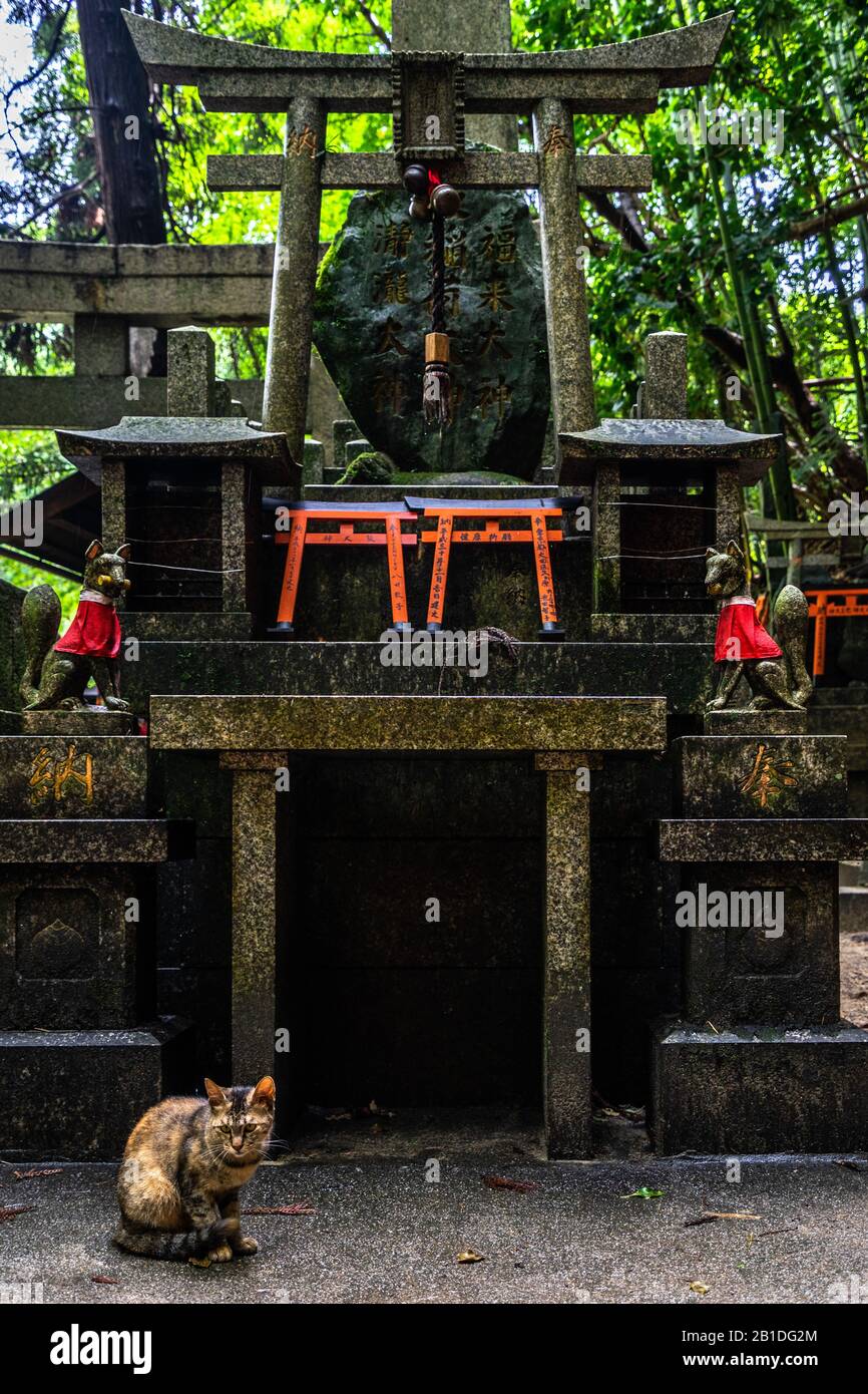 A cat sitting near an altar of Fushimi Inari Taisha shrine, Kyoto ...