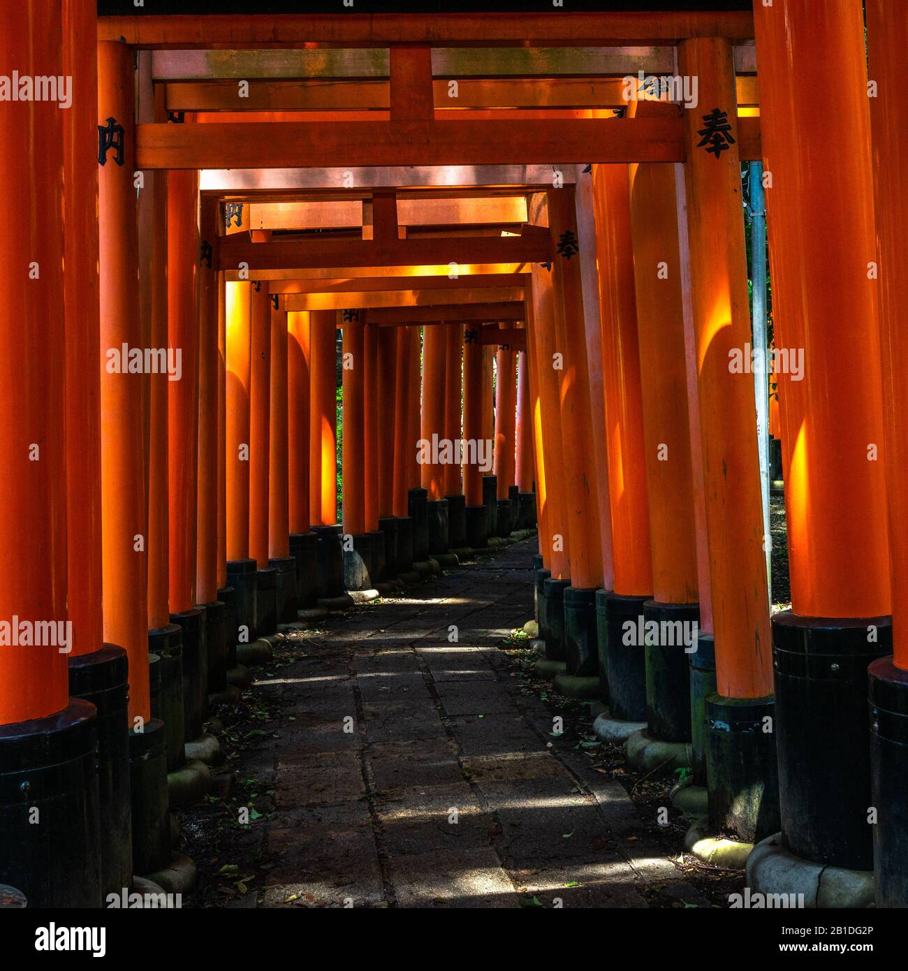 Torii path at Fushimi Inari shrine. There are more than 10,000 full ...