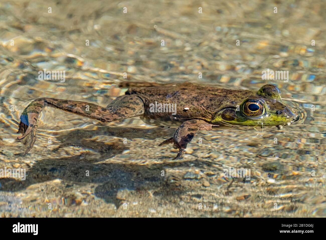 A Green Frog is floating on the surface of the muddy water. Sproat Lake ...