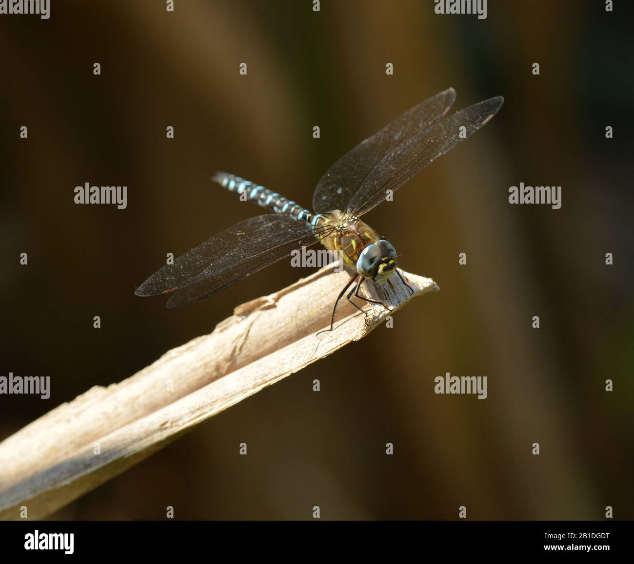 big dragonfly sitting on dry reed Stock Photo - Alamy