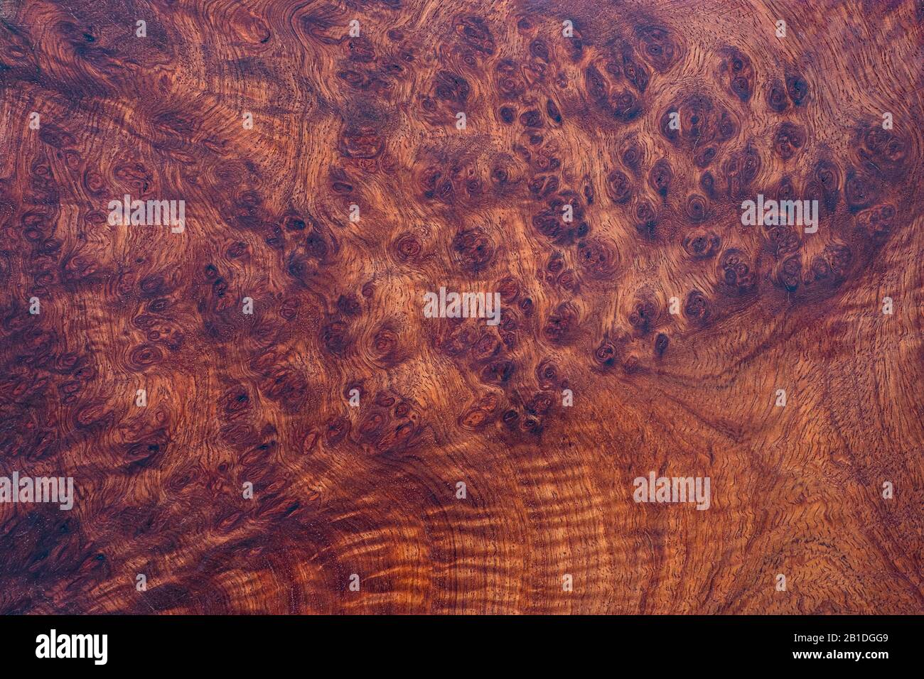 Nature Burma padauk burl wood striped Exotic wooden beautiful pattern ...