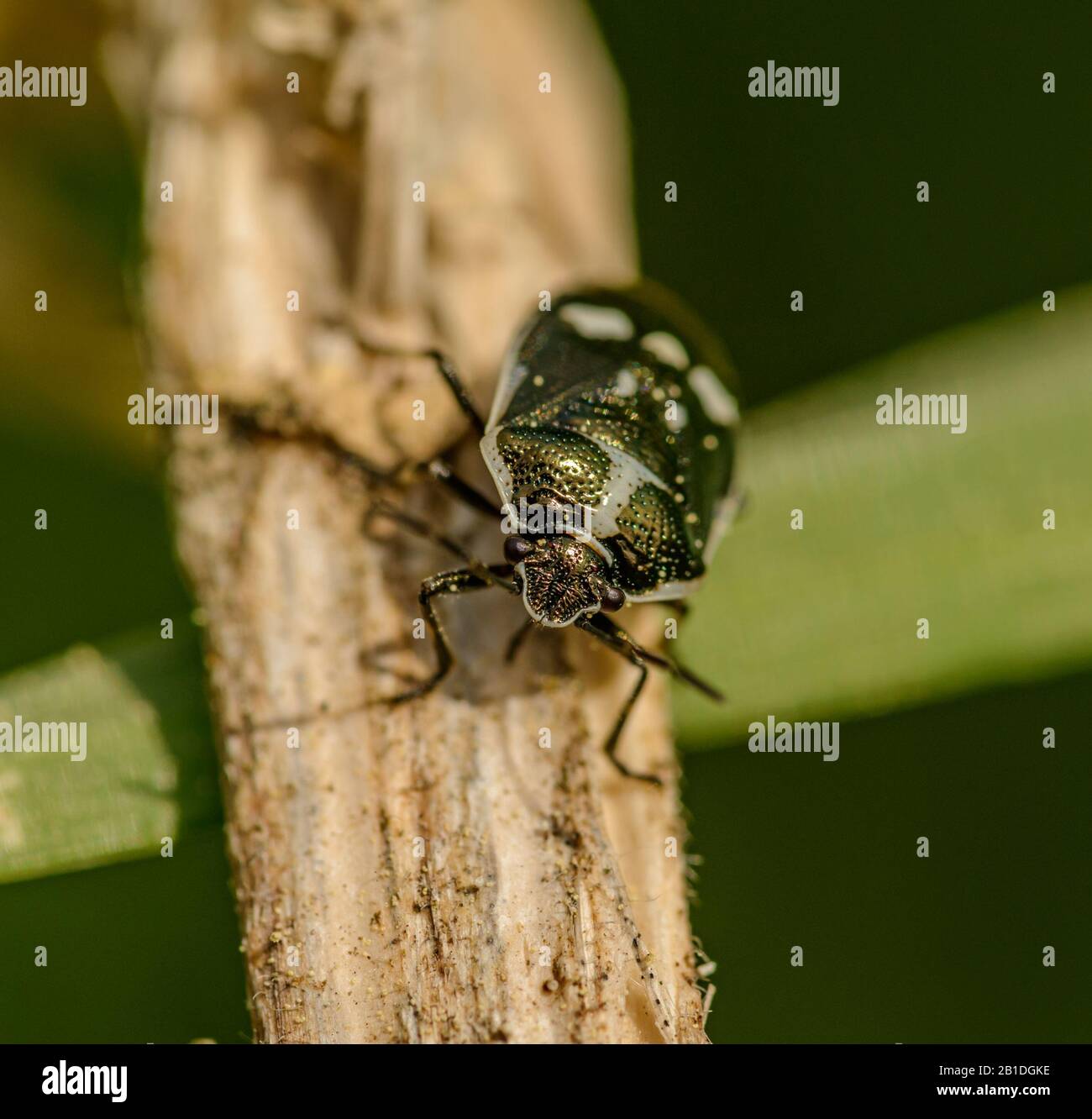 Gold bug hi-res stock photography and images - Alamy
