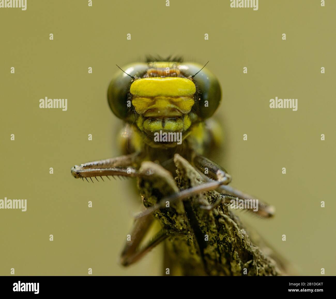 Dragonfly colours hi-res stock photography and images - Alamy