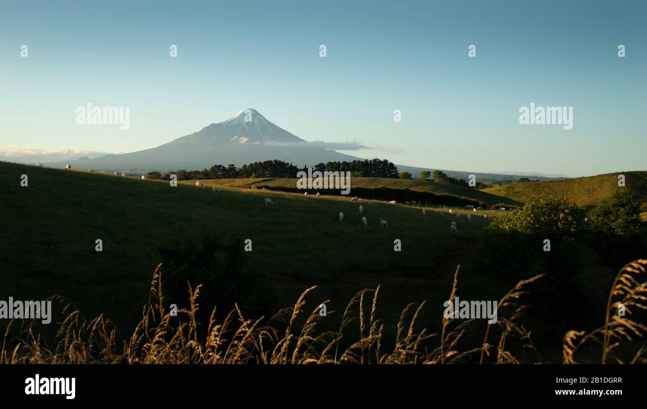 Sheep grazing on the green hills with Mt Taranaki in the background Stock Photo - Alamy