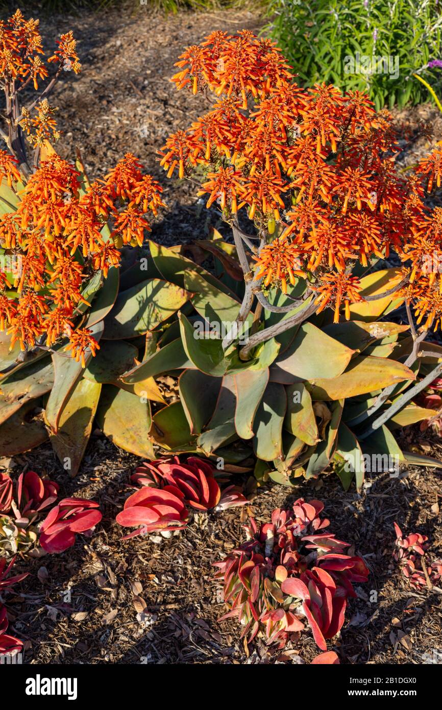 Aloe striata (Coral aloe) in the soft light before sunset during the ...