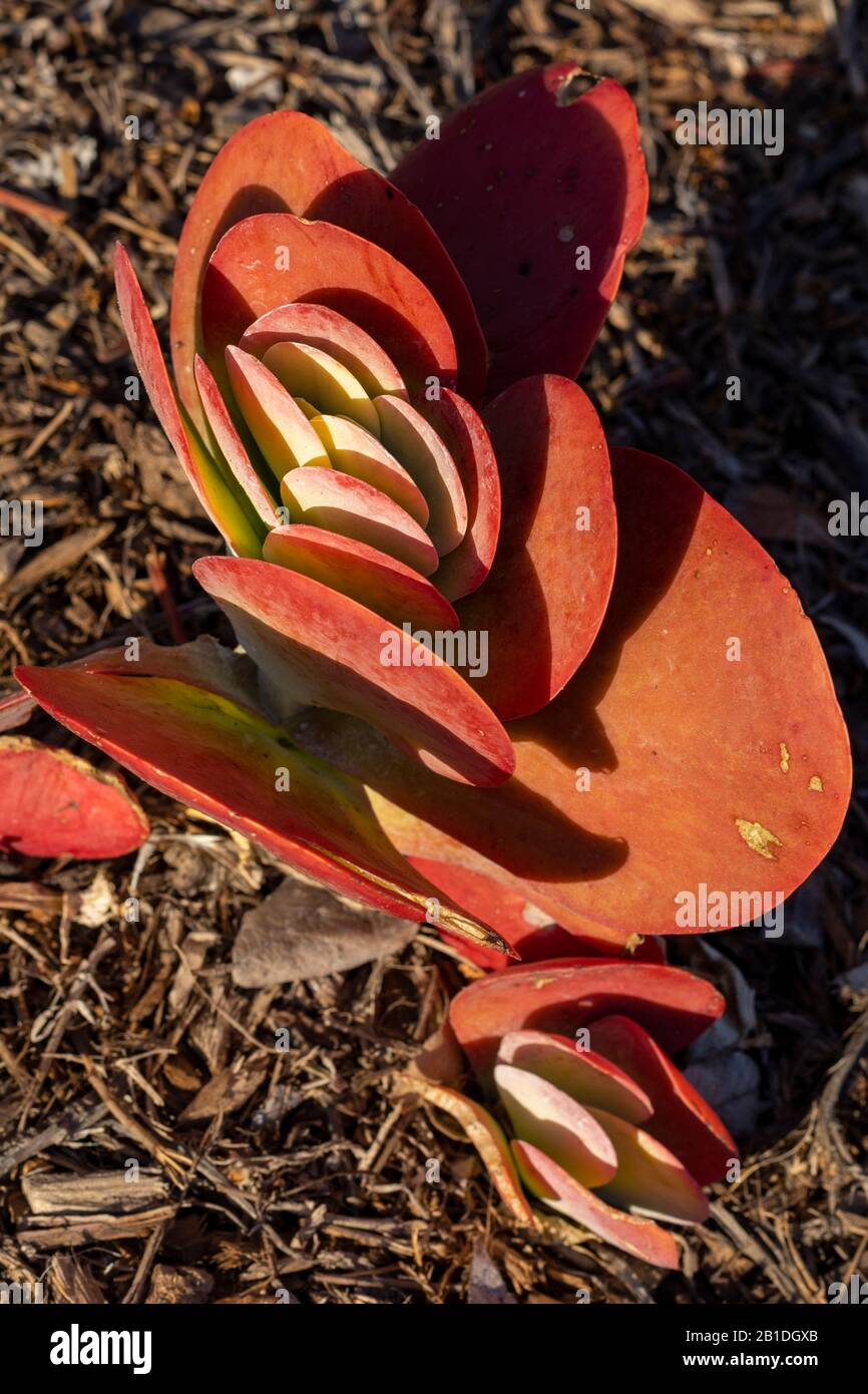 Kalanchoe luciae, AKA Paddle Plant, Flapjacks, Red Pancakes, Desert ...