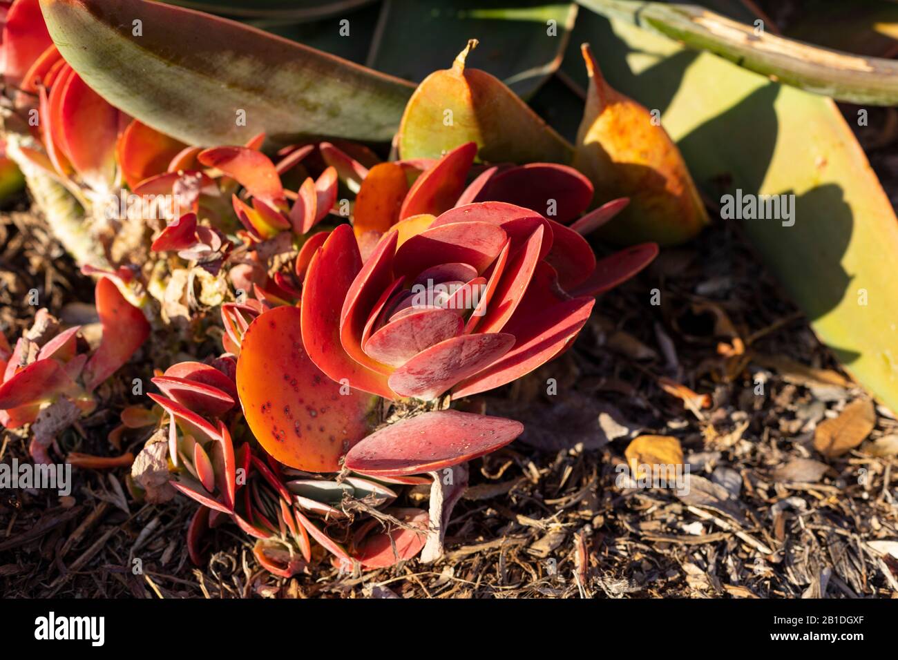 Kalanchoe luciae, AKA Paddle Plant, Flapjacks, Red Pancakes, Desert ...