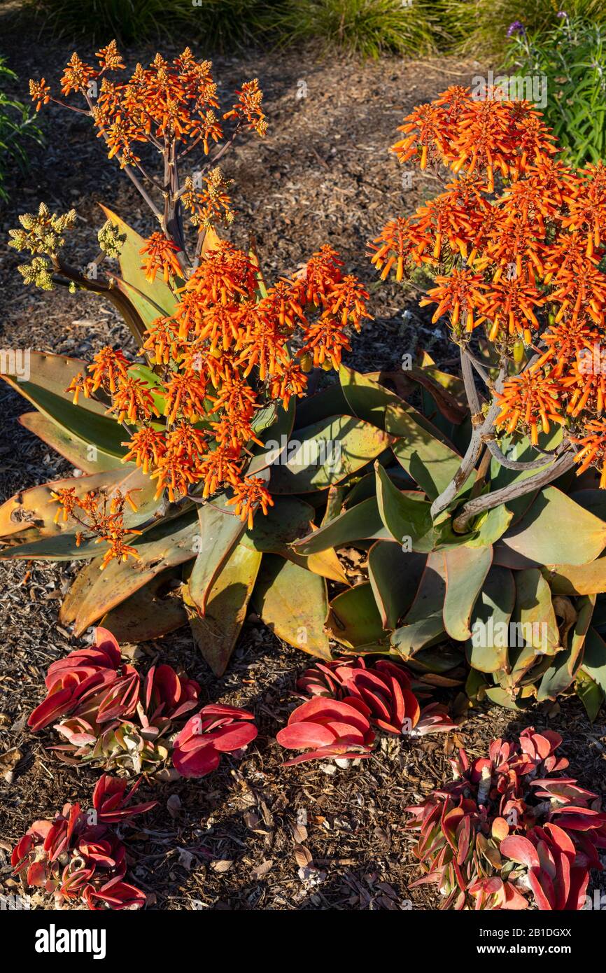 Aloe striata (Coral aloe) in the soft light before sunset during the ...