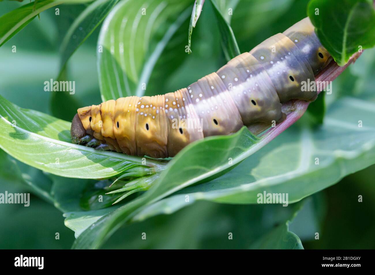 Green worm caterpillars on the stick tree in nature and environment ...