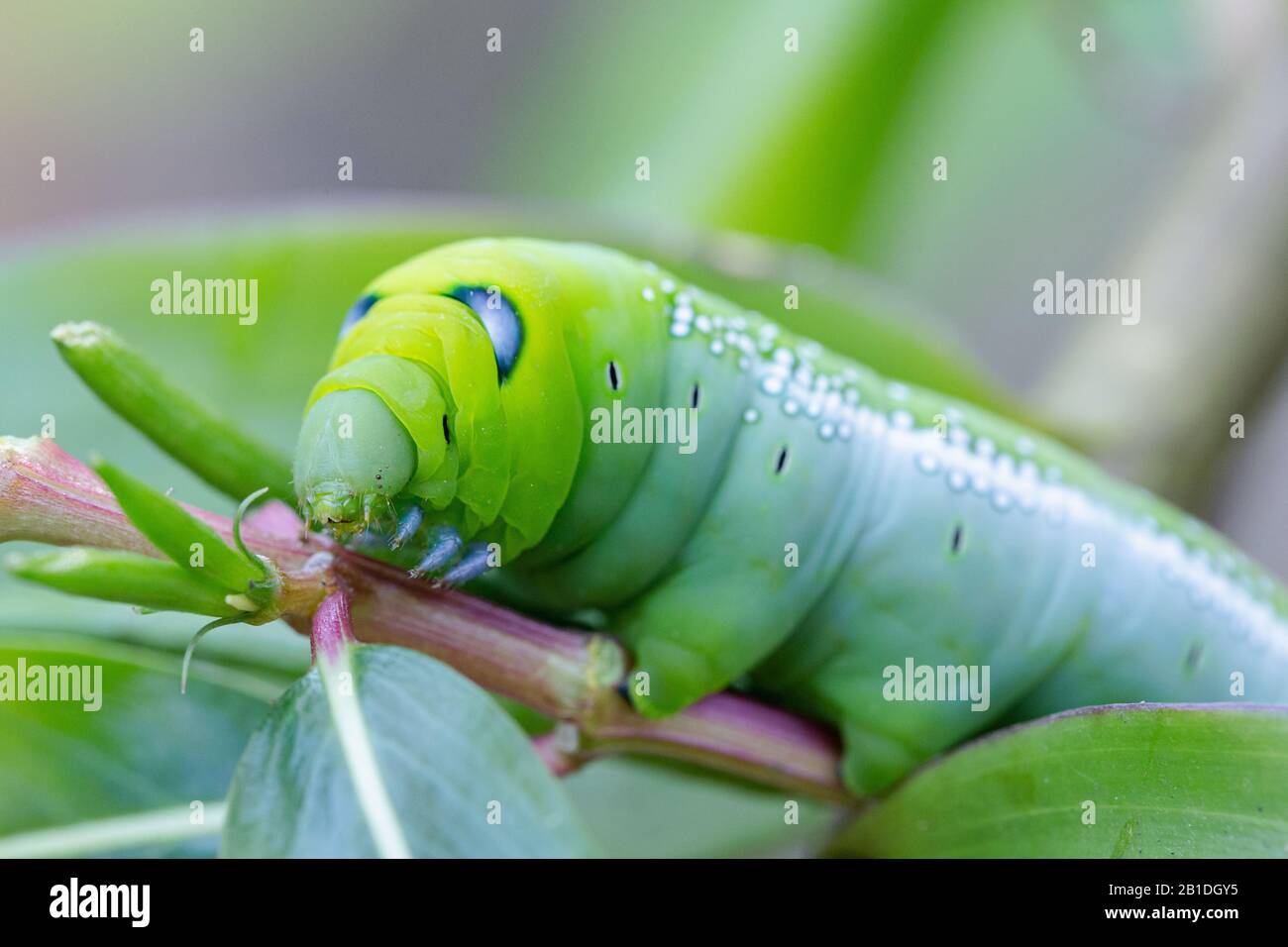 Green worm caterpillars on the stick tree in nature and environment ...